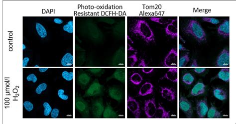 Redefine The Ros Research Dojindo Laboratories