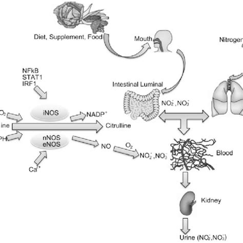 Various Chromatography Methods For Determining Nitrite And Nitrate In Download Table