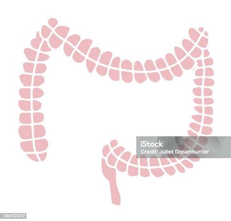 창자 내부 시스템의 간단한 위장 그림 건강한 장 개념 벡터의 인체 부위 건강관리와 의술에 대한 스톡 벡터 아트 및 기타 이미지 건강관리와 의술 건강한 생활방식 공부