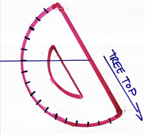Tree Height Calculation Project 3 This Activity Will Chegg Com