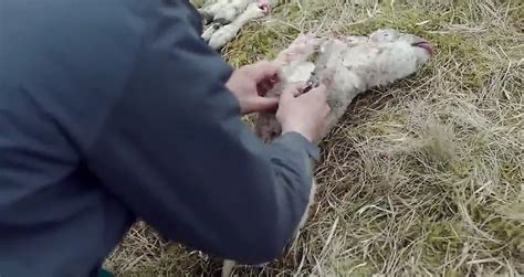 Gay Romance Gods Own Country 2017 Gay Ukandromanian Xhamster