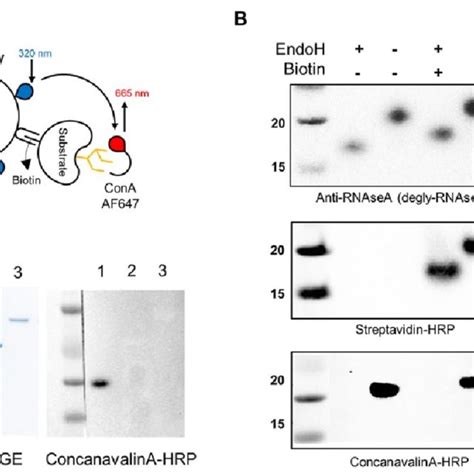Assay Concept And Reagent Quality And Purity A A Tr Fret Signal Is