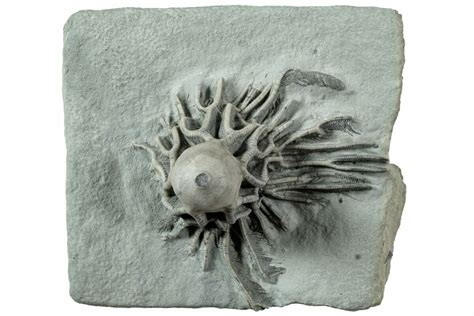 1 8 Fossil Crinoid Arthroacantha Arkona Canada 231928 For Sale