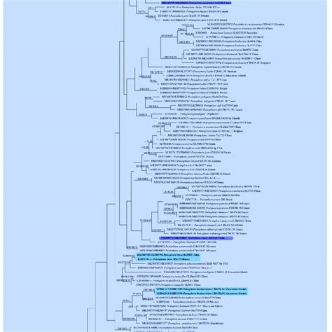Phylogenetic Tree Obtained From Maximum Parsimony Analysis Of Its 28s Download Scientific