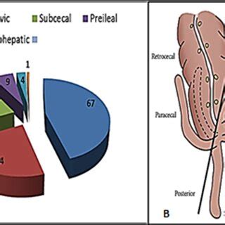 A Resulted Appendix Positions Graph B Various Positions Known Download Scientific Diagram