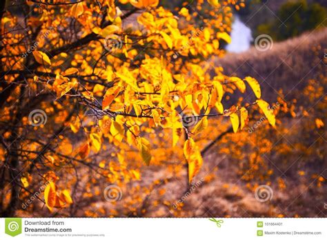 Tree With Yellow Leaves In Bright Autumnal Landscape Stock Image Image Of Sunlight
