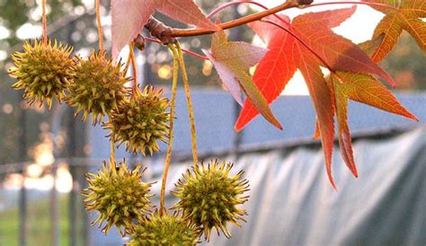 Get To Know The Medicinal Uses Of Sweet Gum Sap Fruit Hobby Farms