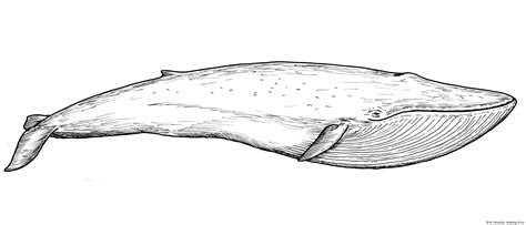 Drawing Of Blue Whale Line Art Illustrations
