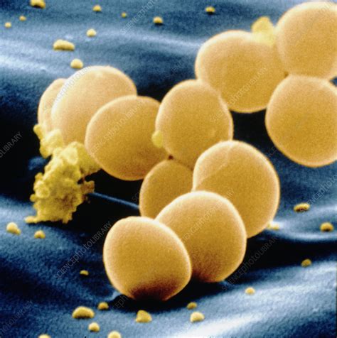 Sem Of Staphylococcus Aureus Bacteria Stock Image B234 0073 Science Photo Library