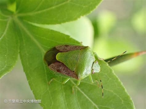 生態園の自然チャバネアオカメムシ