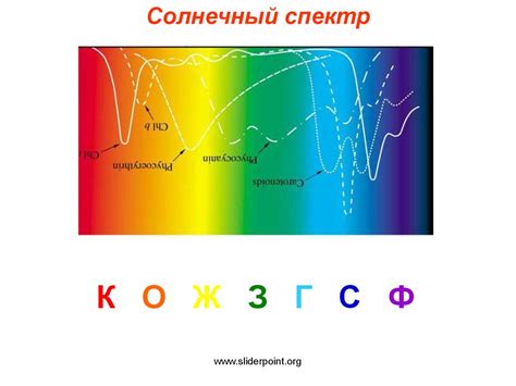 Для чего свет нужен растениям - презентация онлайн