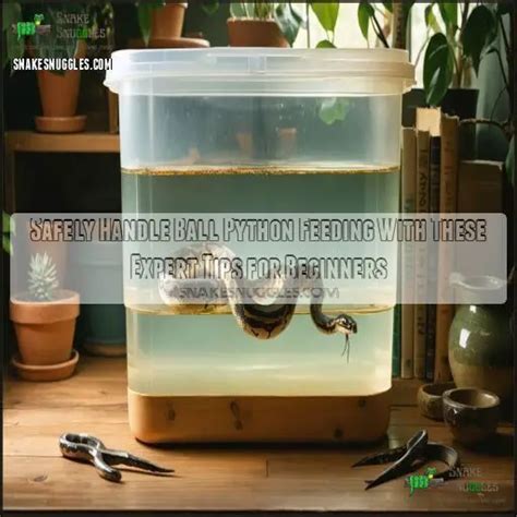 Ball Python Tank Size Requirements Ideal Habitat Setup Guide