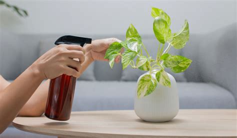 Cara Merawat Tanaman Hias Agar Tidak Layu Agar Lebih Subur