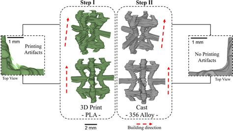 Regions Of Interest From The µct Renderings Avizo Standard Download Scientific Diagram