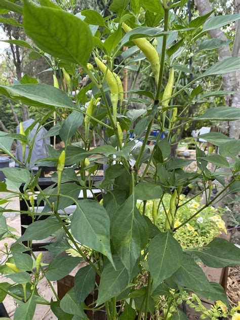 Aji Putita Is A Happy Putita Rhotpeppers