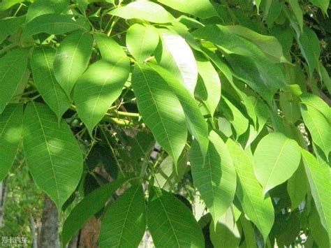 泰国橡胶树叶子图片 橡胶树叶子图片 橡胶树图片盆栽 第2页 大山谷图库
