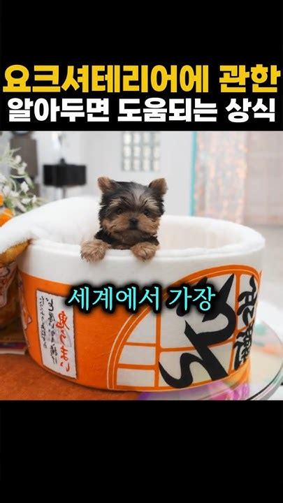 요크셔테리어에 관한 알아두면 도움되는 상식 Youtube