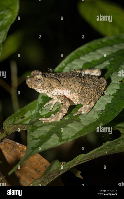 Giant River Toad Phrynoidis Juxtasperawith Mosquitoes On Its Back