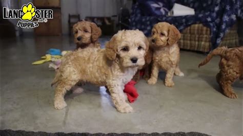 Adorable Cockapoo Puppies Youtube