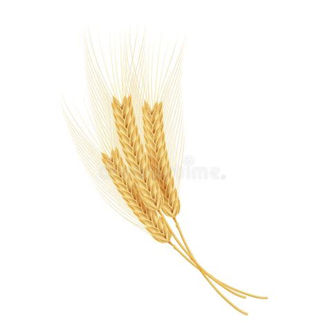 Vector Spikelets Of Wheat Harvest Grains Of Cereals Stock Vector Illustration Of Oatmeal