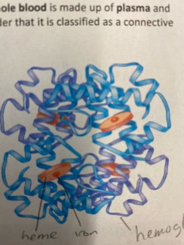 Lab 9 Flashcards Quizlet