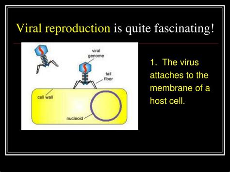 PPT Viruses PowerPoint Presentation Free Download ID 2460174