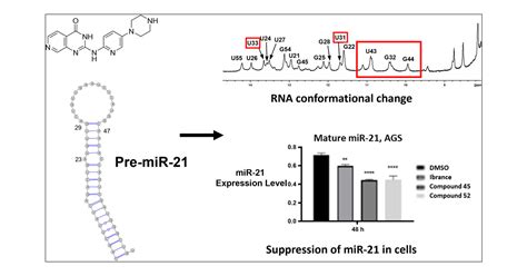 Drug Like Small Molecules That Inhibit Expression Of The Oncogenic Microrna 21 Acs Chemical