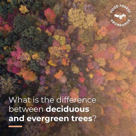 Difference Between Evergreens And Deciduous Trees