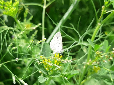 Biodiversity Conservation Efforts Around The World Protecting