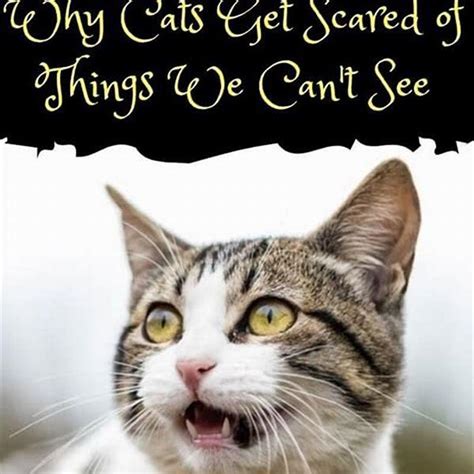 Why Is My Cat Scared Of Other Cats DIY Seattle