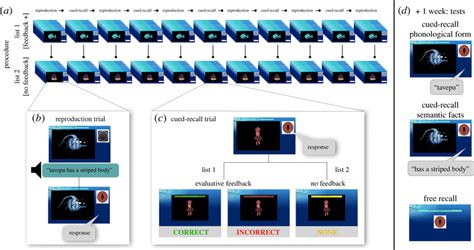 Schematic Of Experimental Design Participants Are Randomly Assigned To