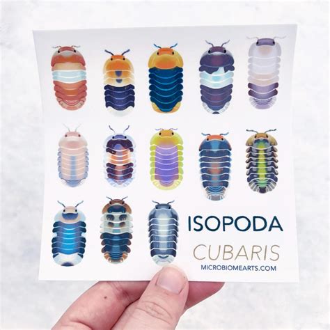 Cubaris Isopod Sticker Sheet Rubber Ducky Panda King Designer Isopods
