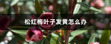 松红梅叶子发黄怎么办 花百科
