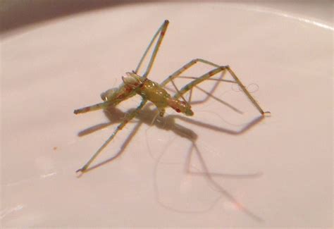 How To Get Rid Of Assassin Bugs Helpful Guide Whats That Bug