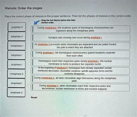 Solved Meiosisorder The Stages Place The Correct Phase Of Meiosis In