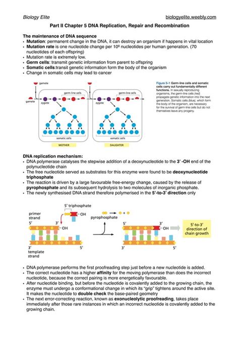 Dna Replication Repair And Recombination Notes Pdf
