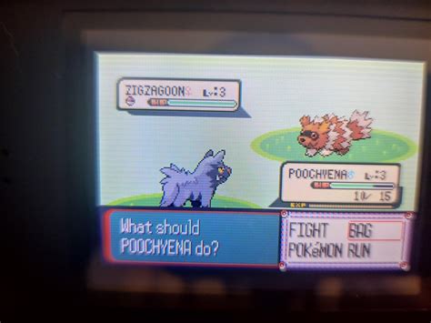 [gen 3] Shiny Zigzagoon R Shinypokemon