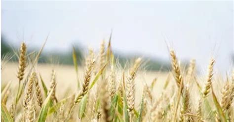 Heat Clouds Over Wheat Crop The Concern Of The Farmers Increased Due