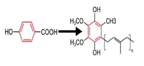Ubiquinone Coenzyme Q Biosynthesis In Plants Free That Ring Plantae