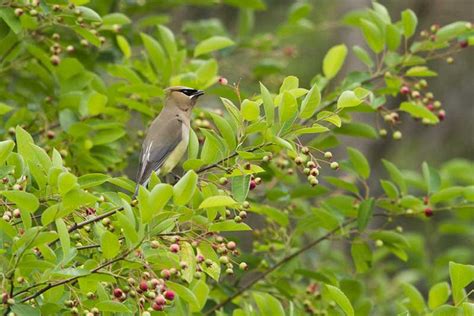 Recommended North Carolina Native Trees That Attract Wildlife