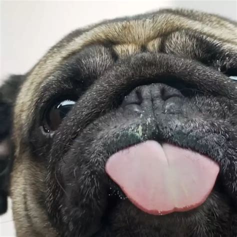 Live Wallpaper Pug Licks The Screen Download On