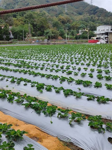 草莓 草莓園在地小農自產自銷大湖草莓大湖採草莓採草莓大湖大湖草莓園苗栗草莓季採果體驗三代經營草莓 草莓園的菜單評論