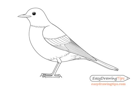 How To Draw A Bird Step By Step Side View EasyDrawingTips
