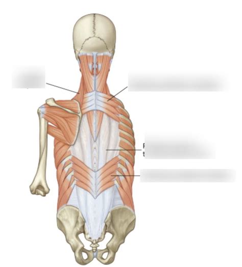 Intermediate Back Muscles Diagram Quizlet