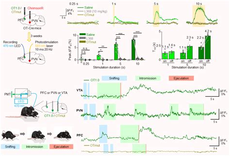 nature biotechnology 李毓龙实验室开发新型催产素荧光探针，揭秘神经肽的时空动态调控 果壳 科技有意思