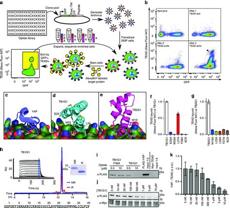 Mammalian Surface Display Screening Identifies Tead Binding Optides A
