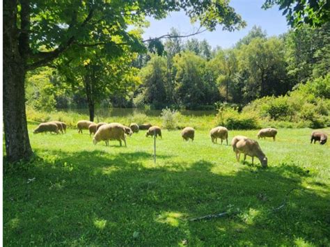 Lomah Land Of Milk And Honey Farmstead Doomstead For Sale In