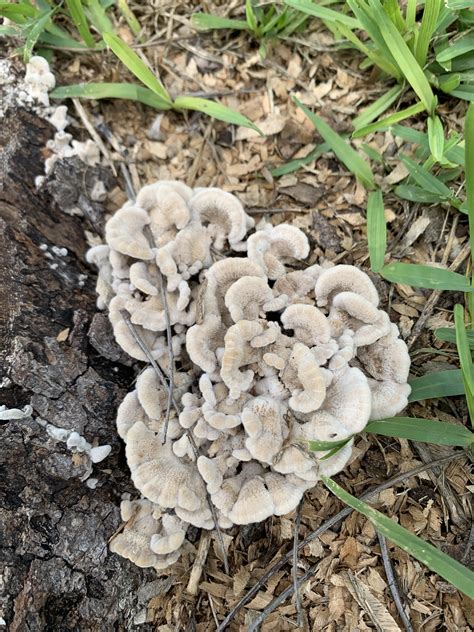 Some Kind Of Fungus Growing On The Remains Of A Tree Stump In South Central Texas Rmycology