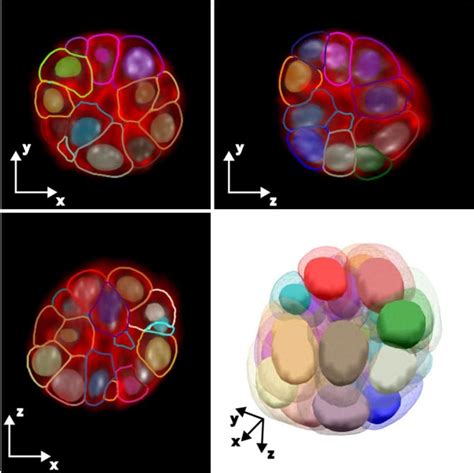 microscopy preprints bioimage analysis tools focalplane