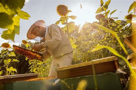 양봉가 양복을 입은 남자는 특수 장비를 사용하여 벌집을 제거하는 프레임으로 일하면서 태양에 대해 해바라기로 가득 차 서 있습니다